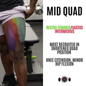 Ultimate Guide to Growing Your Quads | Fitness Factory KC